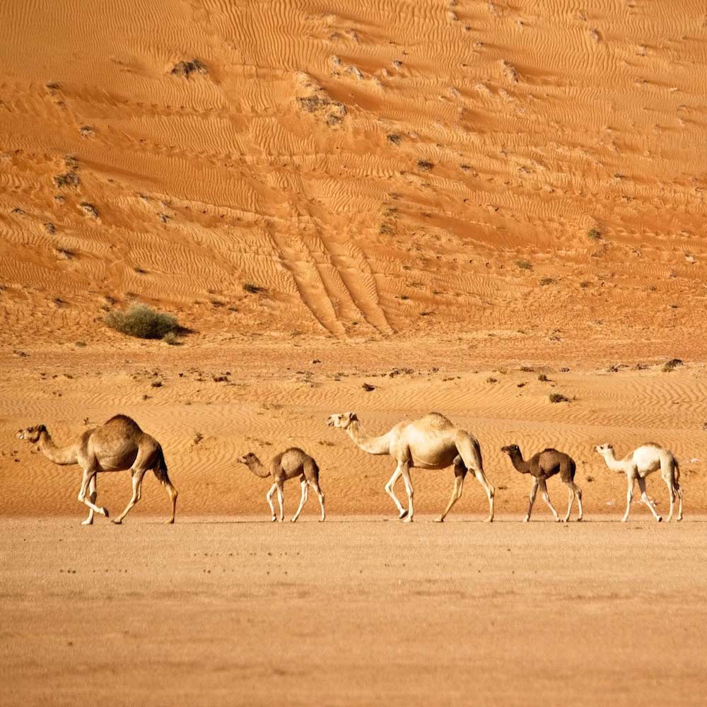 Places to Visit in the Middle East | Things to do in the Middle East